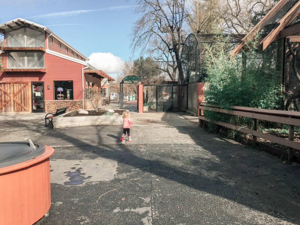 Meet the southern tamandua at Atascadero's Charles Paddock Zoo | Two In ...